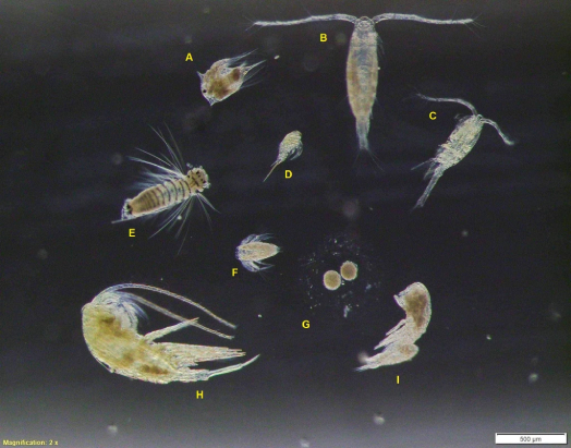 Découvrez la concentration-effet des microplastiques sur la dynamique ...