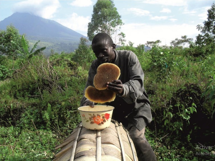 Comment les gestionnaires du Parc National de Virunga (PNVi) s ...